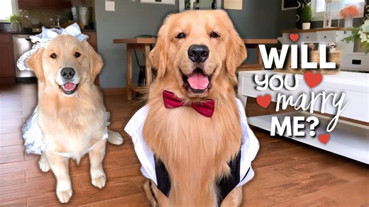 Golden Retriever Dog Gets Married – Cutest Dog Wedding You’ll Ever See! 🐶❤️