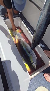 19K views · 140 reactions | SOME ACTION OFF ROCKYBAY TODAY...Andre, Egon and Tevor off their Yeld Cat, Umoya cleaning up with a few dorries a Wahoo and a nice Yellowfin Tuna all on Rapala 160's....Well done chaps.. | Go Fish | Facebook