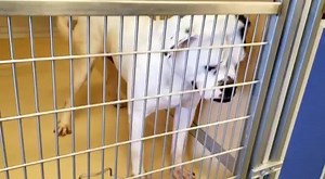 DESCRIBED AS SWEET, CALM , and POTTY TRAINED - SO WHY HAS THIS CUTIE BEEN WAITING ALMOST 4 months at the shelter ? 💔💔 Meet Tyson A2091908, he’s super sweet, fur as soft as a plush doll, super cute underbite, loves to be next to you. He loves people, but would prefer to be the main squeeze, as the king of the house. This is Tyson, #A2091908, a male black brindle and white American Bulldog, approximately 3 years old and weighs 73 pounds. So pass by and fall in love! ❗️❗️❗️❗️Located at Miami Dade