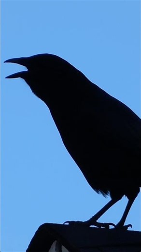 Crows Talking 🎃 Spooky Halloween • Moon Blues #shorts #birds #bird #animals #wildlife #nature #usa