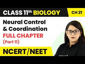 Neural Control & Coordination Full Chapter Explanation (Part 11) | Class 11 Biology Ch 21 NCERT/NEET