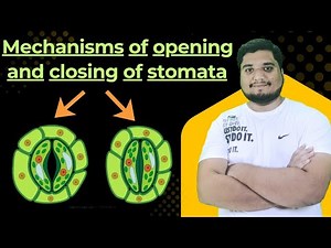 Mechanisms of opening and closing of stomata