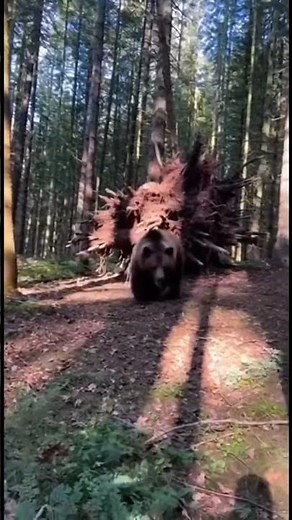 Bear Fights for Its Life as Three Tigers Attack — Real Forest Battle