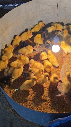 Duck & Fayoumi Chicks Brooding Together#duckfarming#fayoumichicken#poultryfarm#duckandchicken#shorts