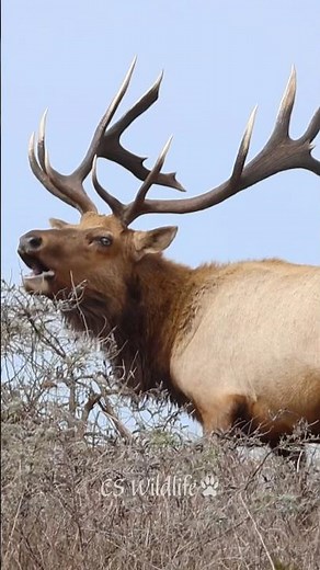 Bull Elk Bugles from Hilltop 🦌🌿#wildlife #elk #animals #shorts
