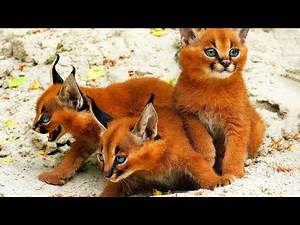 10 rarest cat breeds