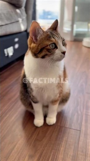 How Cats REALLY See the World 👀🐱 | Watch Before You Look at Your Cat Again!