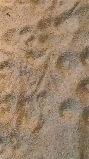 This Tiny Animal Jumps Like a Kangaroo