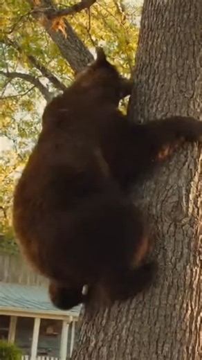 Grandma vs Bear The Arthritis Clapback . . . . . . . . #grandpa #grandma #bear #mommabear | Buddy Sparkle