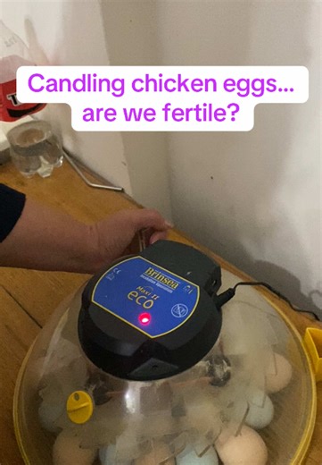 Day 12 of incubation and the suspense is real! 🥚✨ I’m candling the chicken eggs and checking for veins, movement & that crucial air cell. After recently removing a couple of roosters, I’m wondering if our fertility took a hit — but there are signs of life, so I’m hopeful! 👀🔦 Follow me on this hatch-day journey and keep your fingers crossed for little peeps soon #EggCandling #BackyardChickens #IncubationJourney #ChickenHatch #Day12Incubation