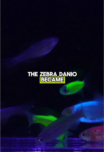 GloFish: Vibrant Aquarium Stars for Every Tank