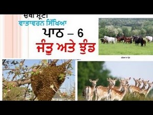 Class-4 EVS Lesson-6 ਜੰਤੂ ਅਤੇ ਝੁੰਡ (JANTU ATE JHUND ) with solved excercise