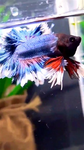 betta fish#fishlover #fighter fish#exoticaquariumfish
