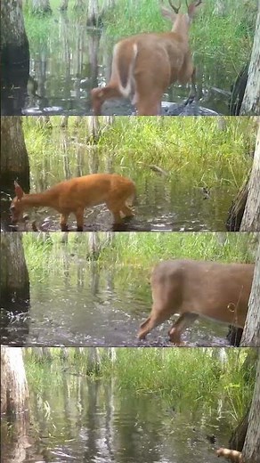 Step into the heart of Florida’s wild swamps.