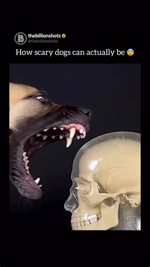 The Billion Shots™ on Instagram: "This video serves as a visual comparison of the bite force and mechanical impact of various dog breeds, utilizing a ballistic gel-covered human skull replica to simulate tissue and bone trauma. By showcasing breeds ranging from the small Chihuahua to the powerful Kangal-which possesses the highest recorded bite force at approximately 743 PSI-the demonstration highlights how jaw anatomy and size dictate the level of structural damage a dog can inflict. While the