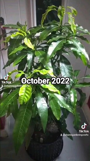 Growing Mango Tree In The UK 🇬🇧 Time Lapse