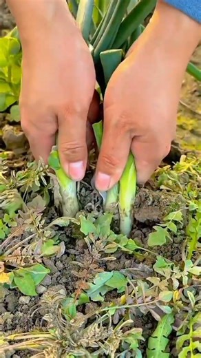 how to harvest spring onions manually using your hands