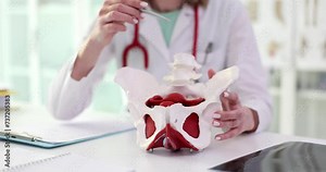Female gynecologist shows location of pelvis with muscles. Doctor demonstrates the pelvic bones and pelvic muscles