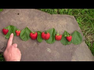 Grade 2 Math Lesson #7 Creating and Reading a Repeating Pattern