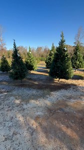 Hey y’all! We are here today 9-5pm! We have some many tree varieties to pick from!! We also have handmade wreaths!! Y’all come on out to see us! | Cedar Ridge Tree Farm