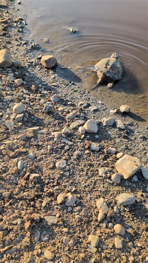 Happy bubbles! Releases are the most satisfying part of what we do, and it looks like this snapping turtle agrees with us. We recently sent this fellow home after a stay with us recovering from injuries sustained from being hit by a car. Even some of his scutes are missing, the shell is sturdy and we expect he'll continue to live a long life. And that's important because all of our turtle species are at risk, largely due to habitat loss and fragmentation. Female turtles can walk kilometres in se