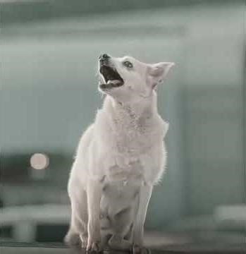 "Unconditional Love" | Edit #shorts