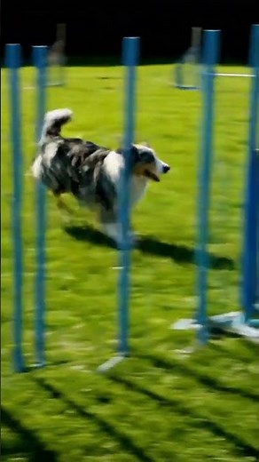 🐶🏃 Playful Dog Conquers Fun Obstacle Course – So Adorable!