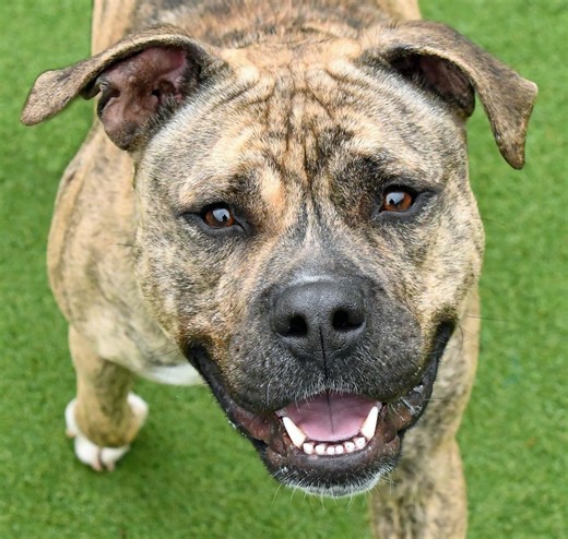 Cleveland APL steps in so families in crisis do not lose their pets