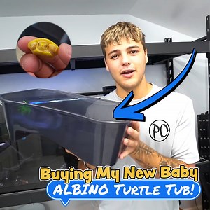 4.6M views · 19K reactions | The Rarest & Most Expensive Turtle I Have  | Paul Cuffaro | Facebook