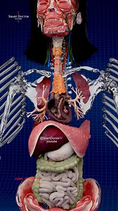 Inside the Human Body Layer by Layer Reveal 💓 - - Explore the human body layer by layer in this smooth anatomy visualization. The video gradually reveals muscles, organs, and internal structures, showing how everything fits together in perfect anatomical order. This calm visual journey is designed to help you understand the relationships between body systems — from the outer layers to the vital organs inside — with clarity and precision. - - - - - - - - - - 🎥 Video created by Dr. Bahaa N Dmour