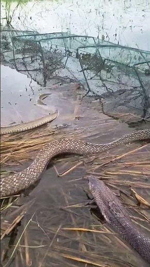 "Multiple Snake Species in One Frame – Including Cobra!"