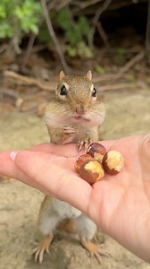 Last nut standing #chipmunk #animals #wildlife #funny #comedy #cute #lol #humor #charlie #pause #wait #go #eat #reelsfb #fbreel #viralreelschallenge | Charlie The Chipmunk