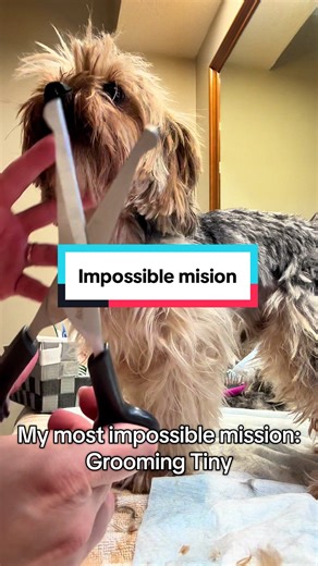Mission: Groom Tiny Difficulty: Impossible. 🐶 #MissionImpossible #fyp #YorkieLife #DogGrooming#dogsoftiktok