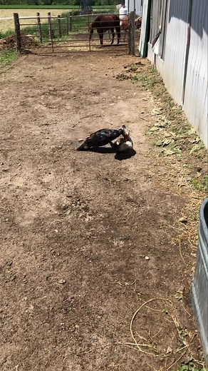🦆💦 When the rescue ducks discover the horse trough is basically a luxury spa… 💁‍♀️ These little waddlers are living their best lives, splashing around in the cleanest water on the farm. Who needs a pond when you’ve got a five-star equine infinity pool? #RescueDucks #FarmLife #DuckSpaDay #HappyAnimals #FarmChronicles #HorseTroughHangout | Fur-st Responder Animal Rescue