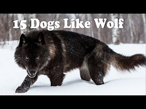 15 Dogs that look like wolves