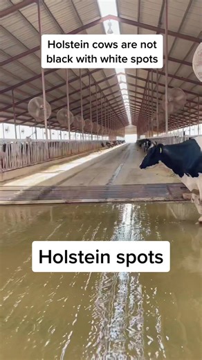 Unique Spot Patterns on Holstein Cows Explained