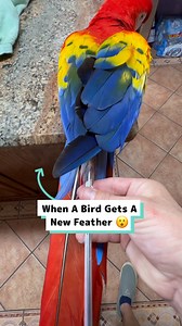 3.2M views · 25K reactions | Bird feathers are so crunchy 列 | Craft Factory | Facebook