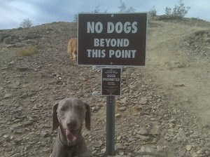 Vandalized 'No Dogs' Sign Replaced