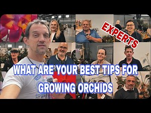 3 ORCHID CARE TIPS for BEGINNERS from expert orchid growers