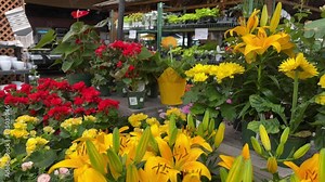 flower shop, plants, seedlings a large department in store for buying different flowers to plant plants in the garden a transparent ceiling on wooden tables flowers Canada Vancouver 2023