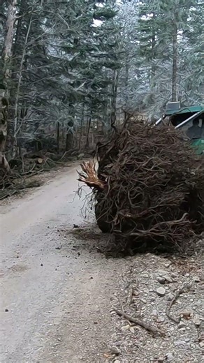 Moving a Giant Stump 💪