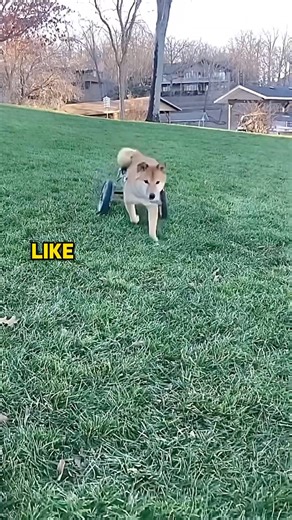 The dog knew! #creepy #horror #scary #haunted #paranormal | Creepy on Camera