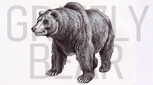 Grizzly bear drawing guide with fur texture and shading tips