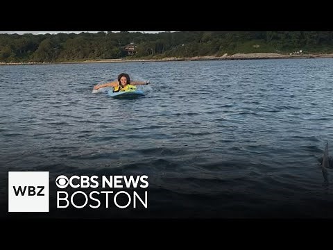 Great white shark spotted next to paddleboarders off Cape Cod beach