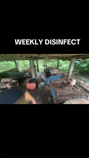 Weekly Disinfecting Procedures for Piggery Management