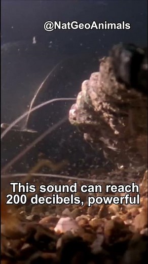 The Pistol Shrimp Facts!🦐