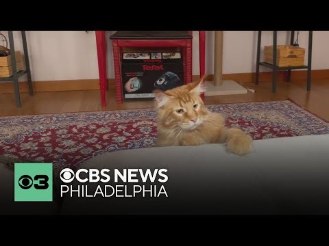 Tips for getting cats to stop scratching up your home