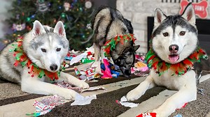 9.9K views · 793 reactions | Dogs opening Christmas presents! Husky...