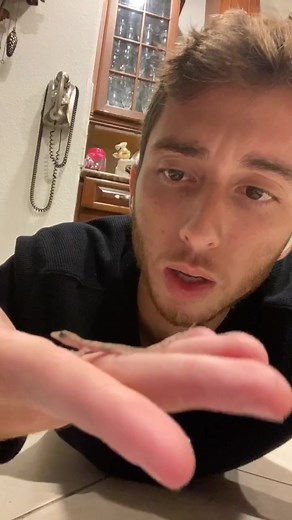 A little baby house gecko that I found running around my kitchen 🦎 | house geckos