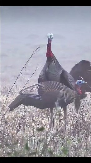 The Art of Turkey Hunting: A Comprehensive Guide for Beginners #turkeyhunting #gobblerhunting